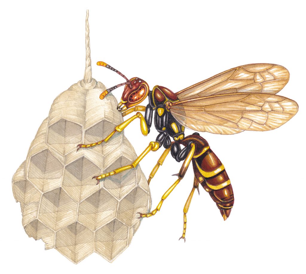 Biodiversity & Well-being Toolkit: Natural History Collections - 5 ...